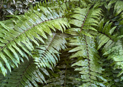Mucho to love with Macho - Neil Sperry's GARDENS