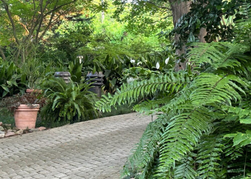 Mucho to love with Macho - Neil Sperry's GARDENS