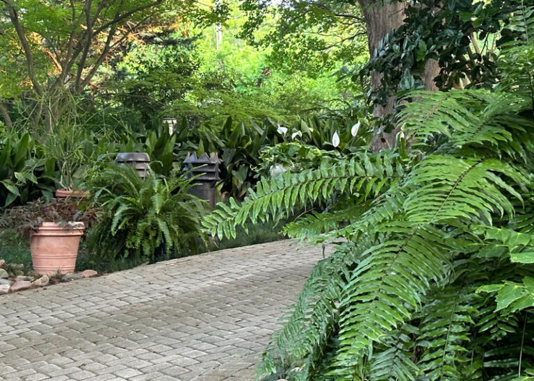 Mucho to love with Macho - Neil Sperry's GARDENS