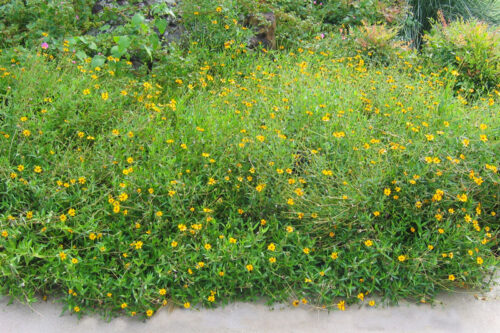 Zexmenia shines in Texas landscapes – by Steve Huddleston - Neil Sperry ...