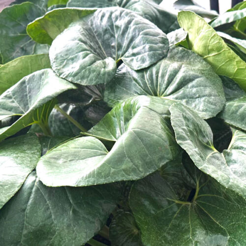 Leopard plant thrives in the shade - by Steve Huddleston - Neil Sperry ...