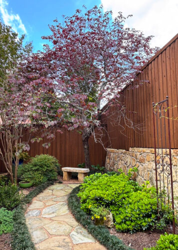 Q-4-23-26-David-S-from-Allen,-Collin-County-Redbud-Photo-3 - Neil ...