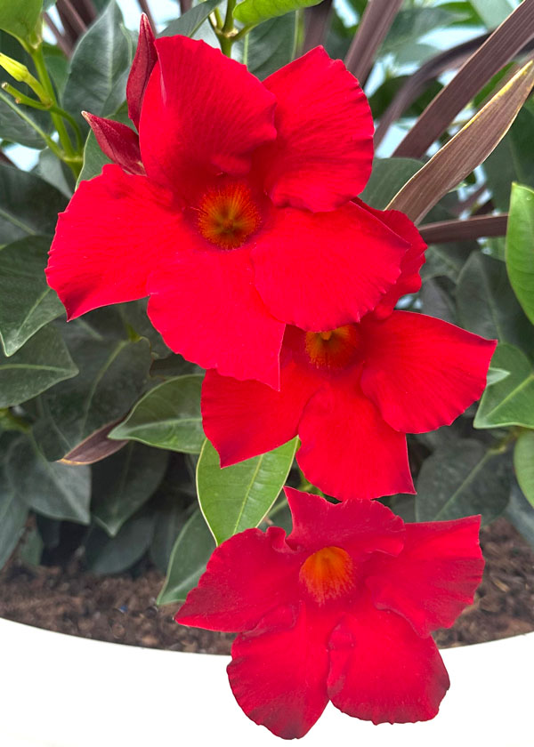 Mad About Mandevillas - Neil Sperry's GARDENS