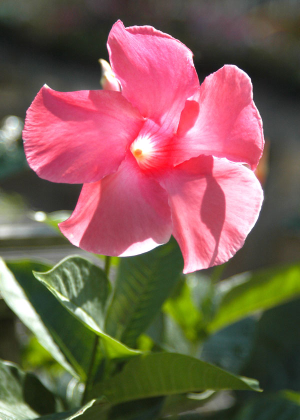 Mad About Mandevillas - Neil Sperry's GARDENS