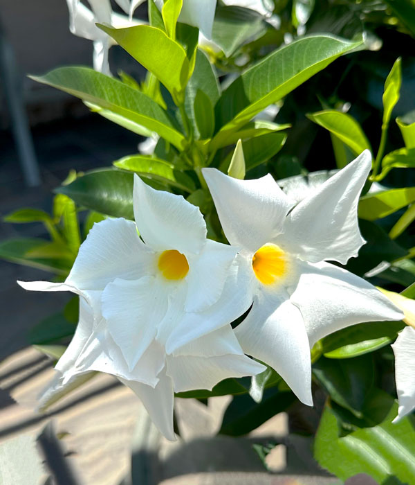 Mad About Mandevillas - Neil Sperry's GARDENS