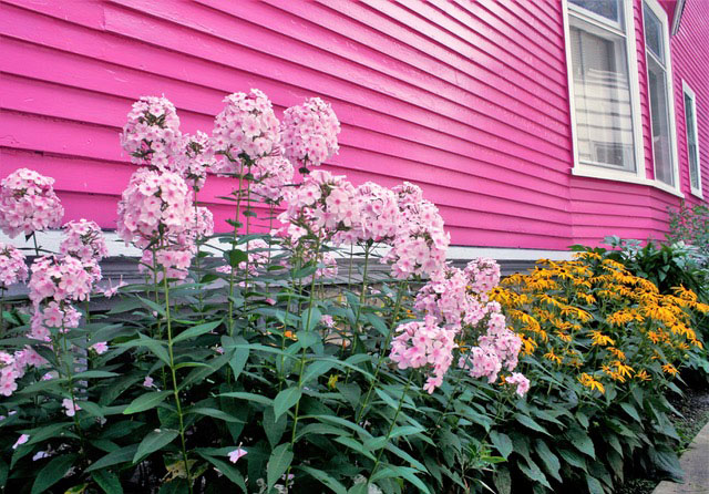 Color gone wild - by Diane Morey Sitton - Neil Sperry's GARDENS