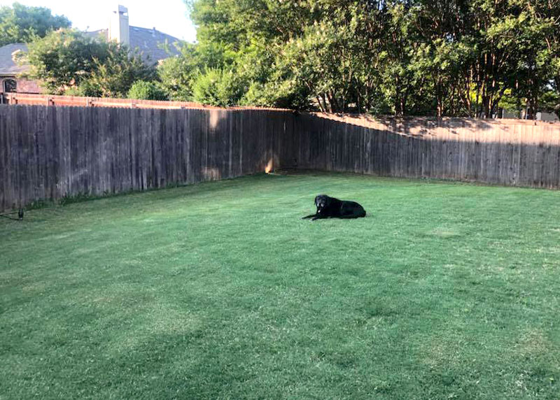 When you’re seeing spots… - Neil Sperry's GARDENS