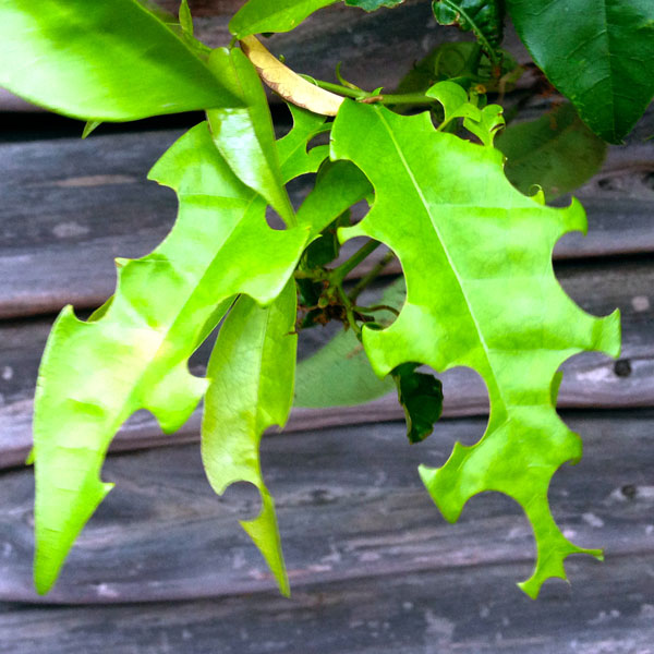 “Bee” as in “Beneficial” - Neil Sperry's GARDENS