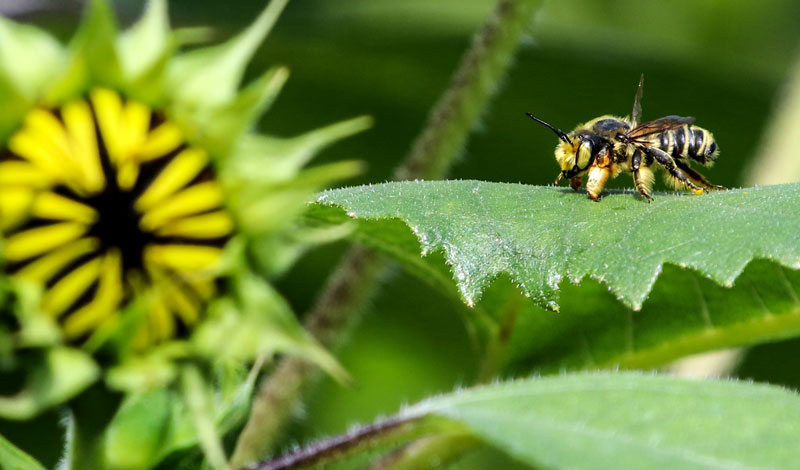 “Bee” as in “Beneficial” - Neil Sperry's GARDENS
